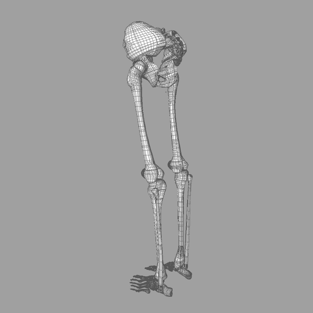 3d Legs Feet Male Skeleton