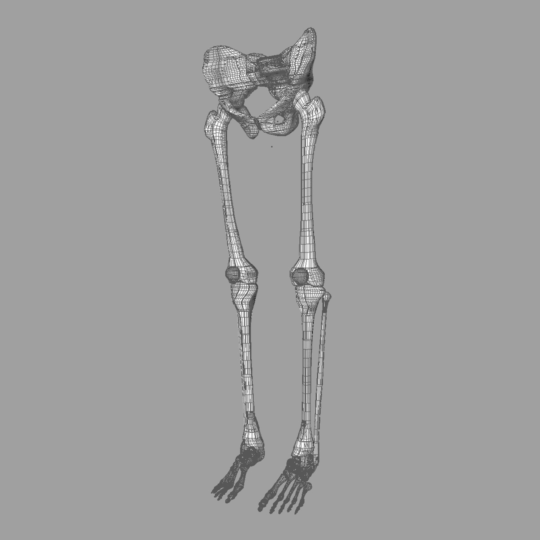 3d legs feet male skeleton