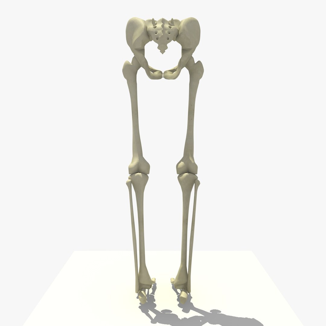 3d Legs Feet Male Skeleton