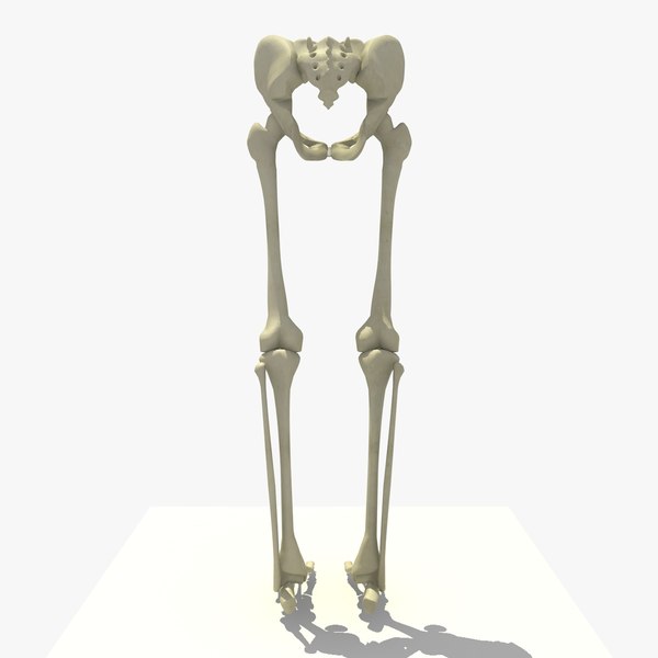 3d legs feet male skeleton