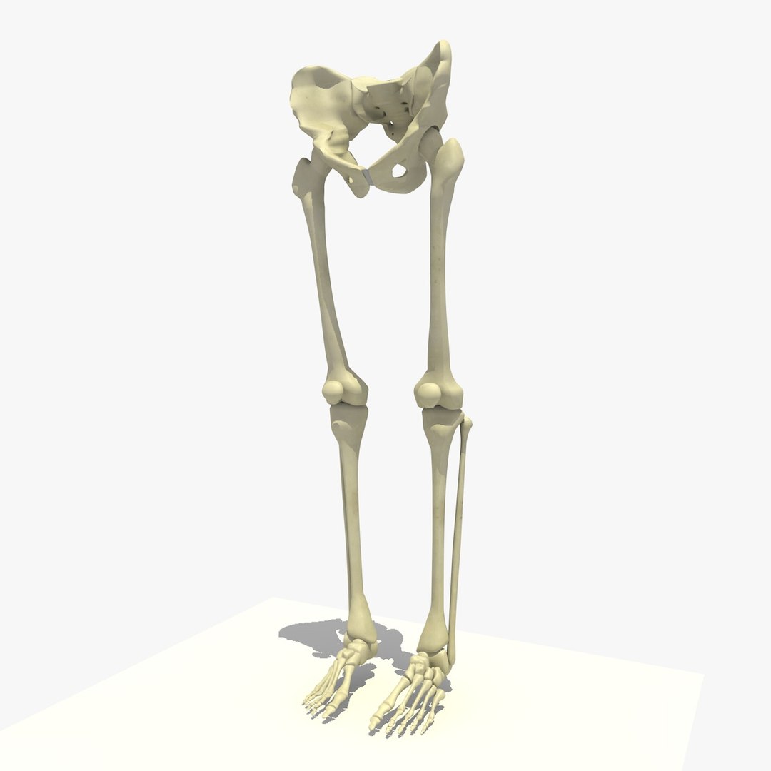 3d Legs Feet Male Skeleton