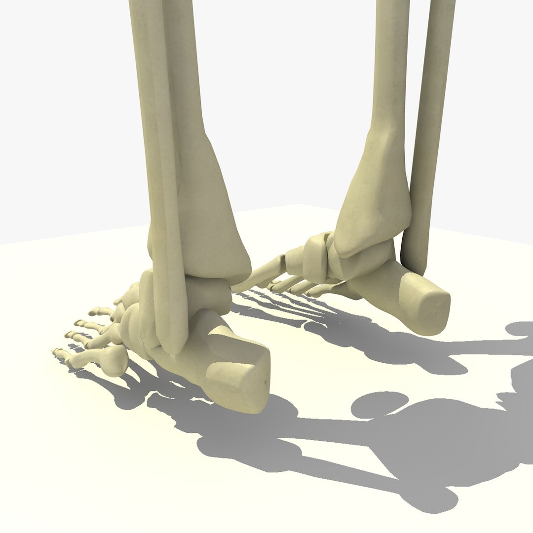 3d Legs Feet Male Skeleton