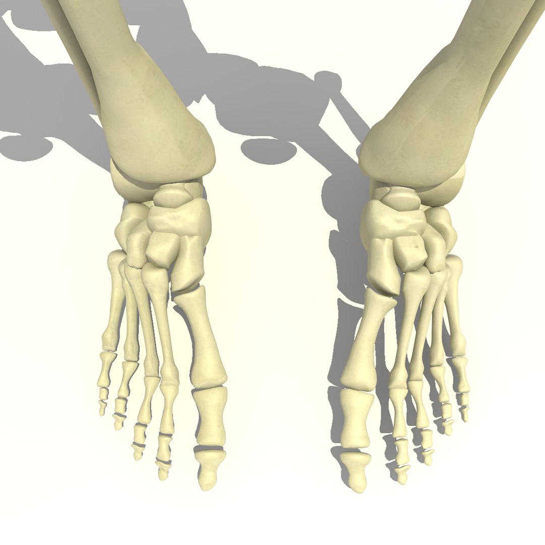 3d Legs Feet Male Skeleton