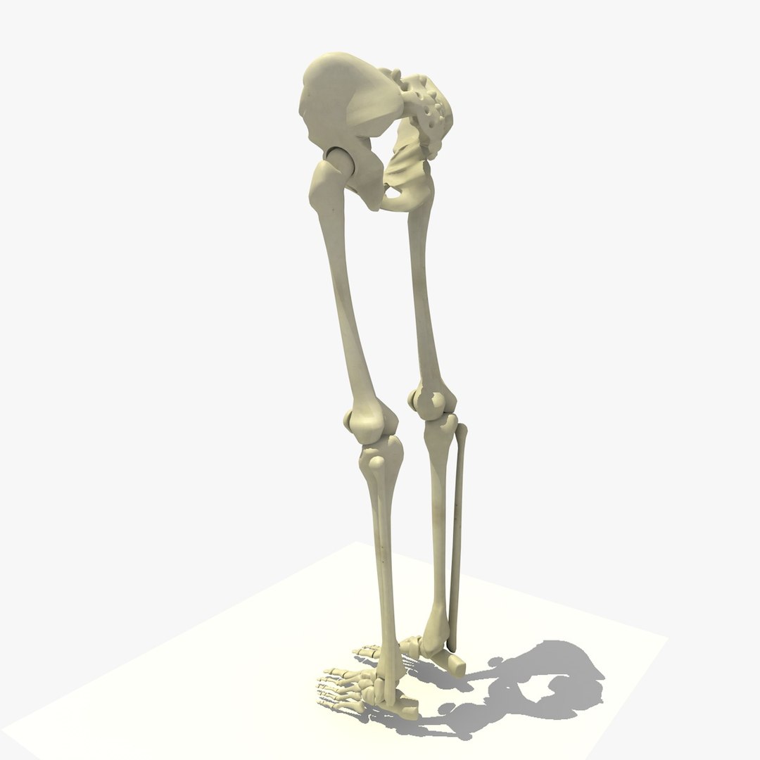 3d Legs Feet Male Skeleton