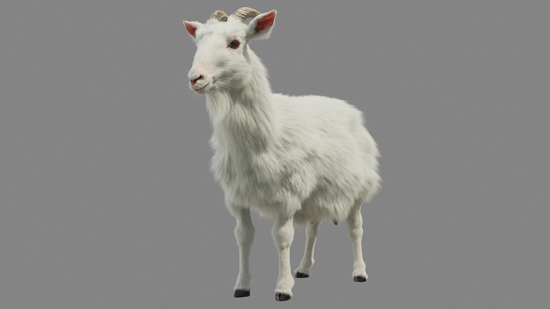 3D Ornatrix Hair Zbrush - TurboSquid 1664226