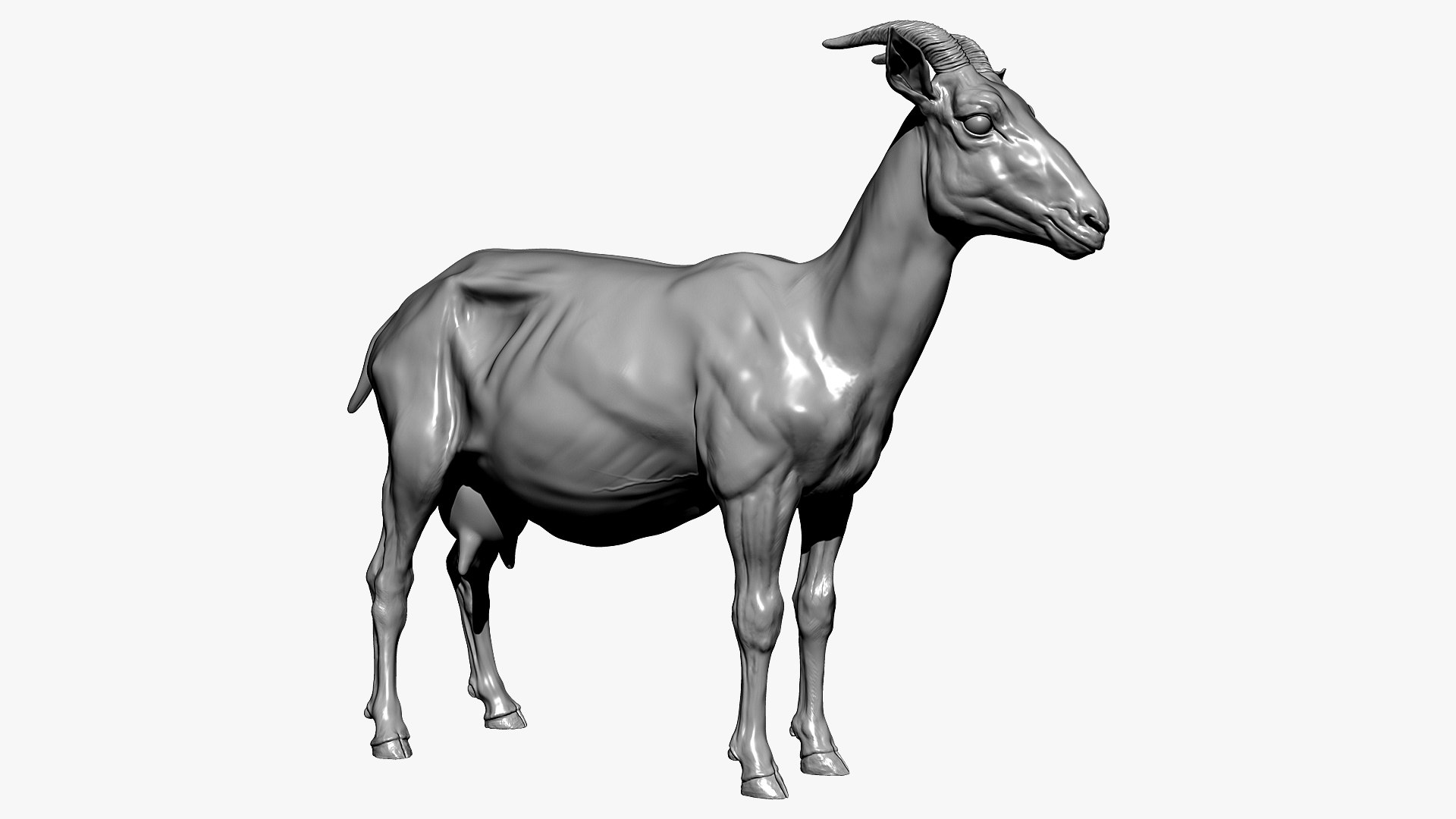 3D Ornatrix Hair Zbrush - TurboSquid 1664226