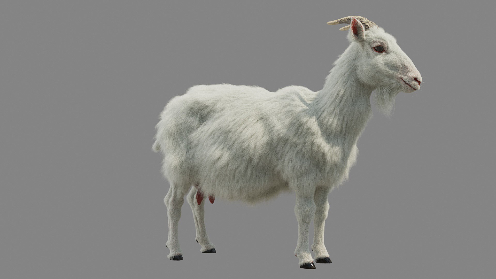 3D Ornatrix Hair Zbrush - TurboSquid 1664226