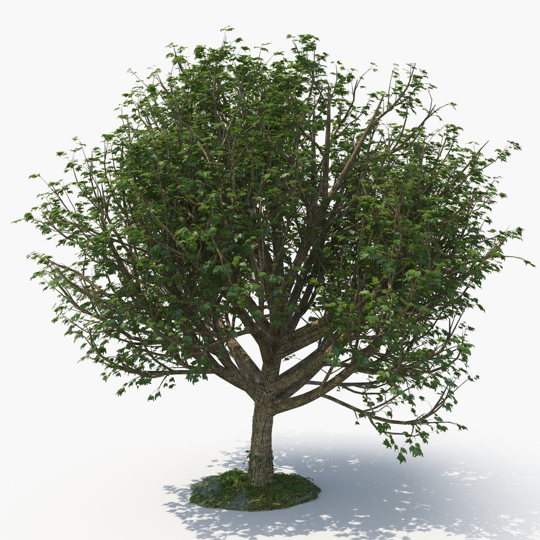 Realistic Tree 3D - TurboSquid 1208911