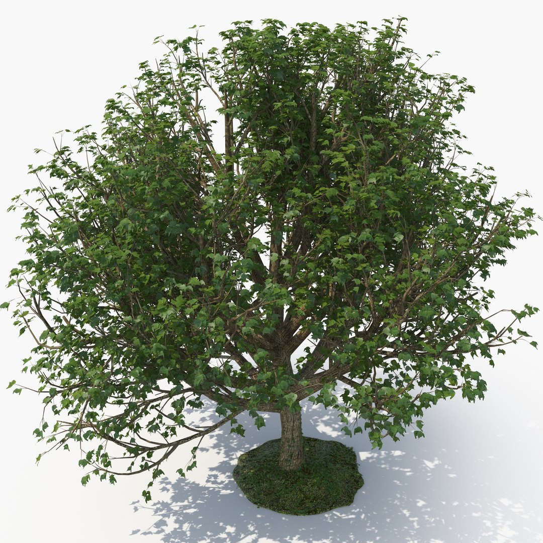 Realistic Tree 3D - TurboSquid 1208911