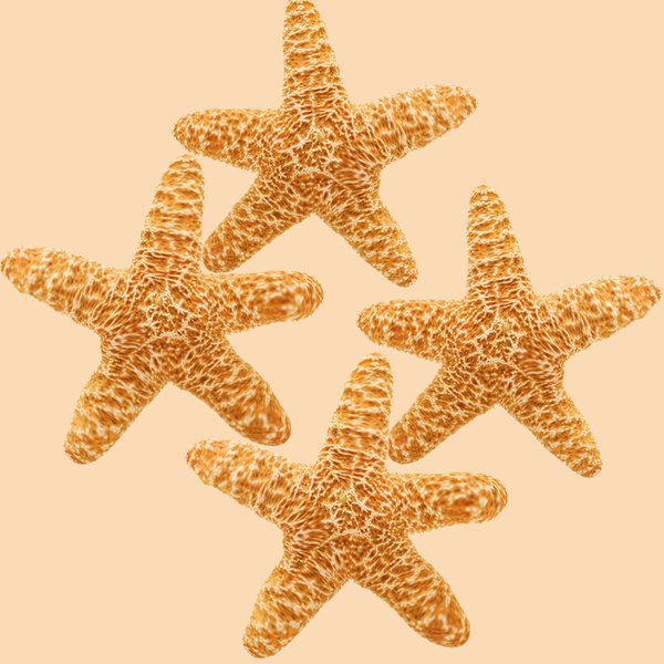 3D Starfish Covers model - TurboSquid 1760507