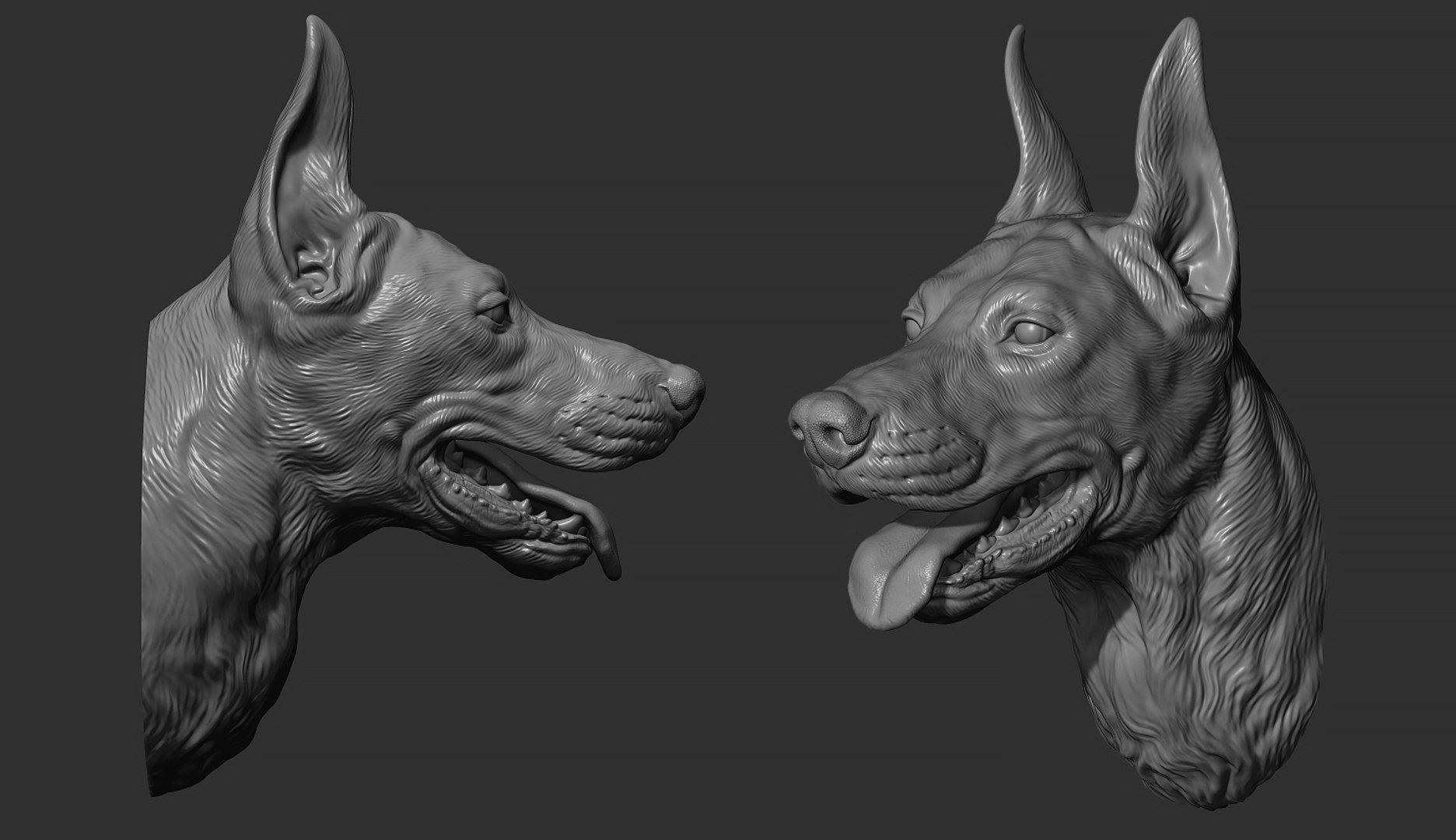 Doberman head 3D - TurboSquid 1899670