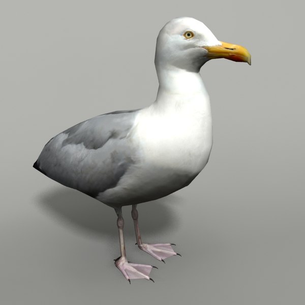 3D Albatross Models | TurboSquid