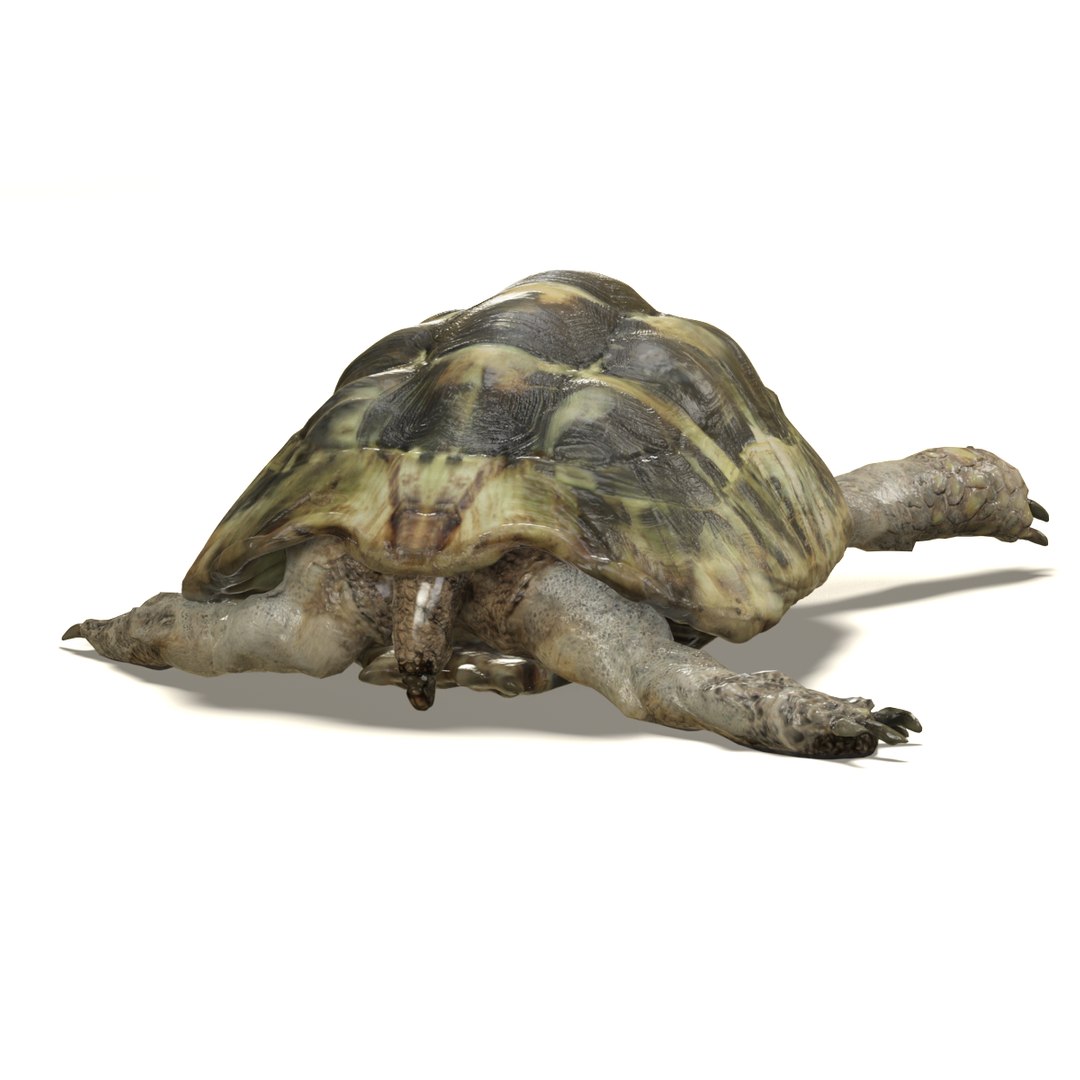 3d tortoise model