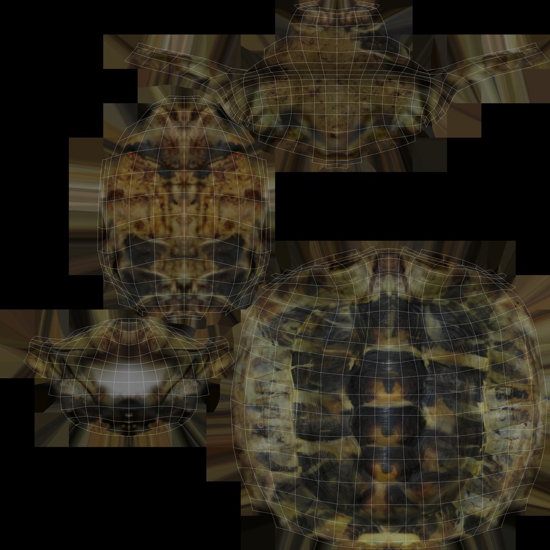 3d tortoise model