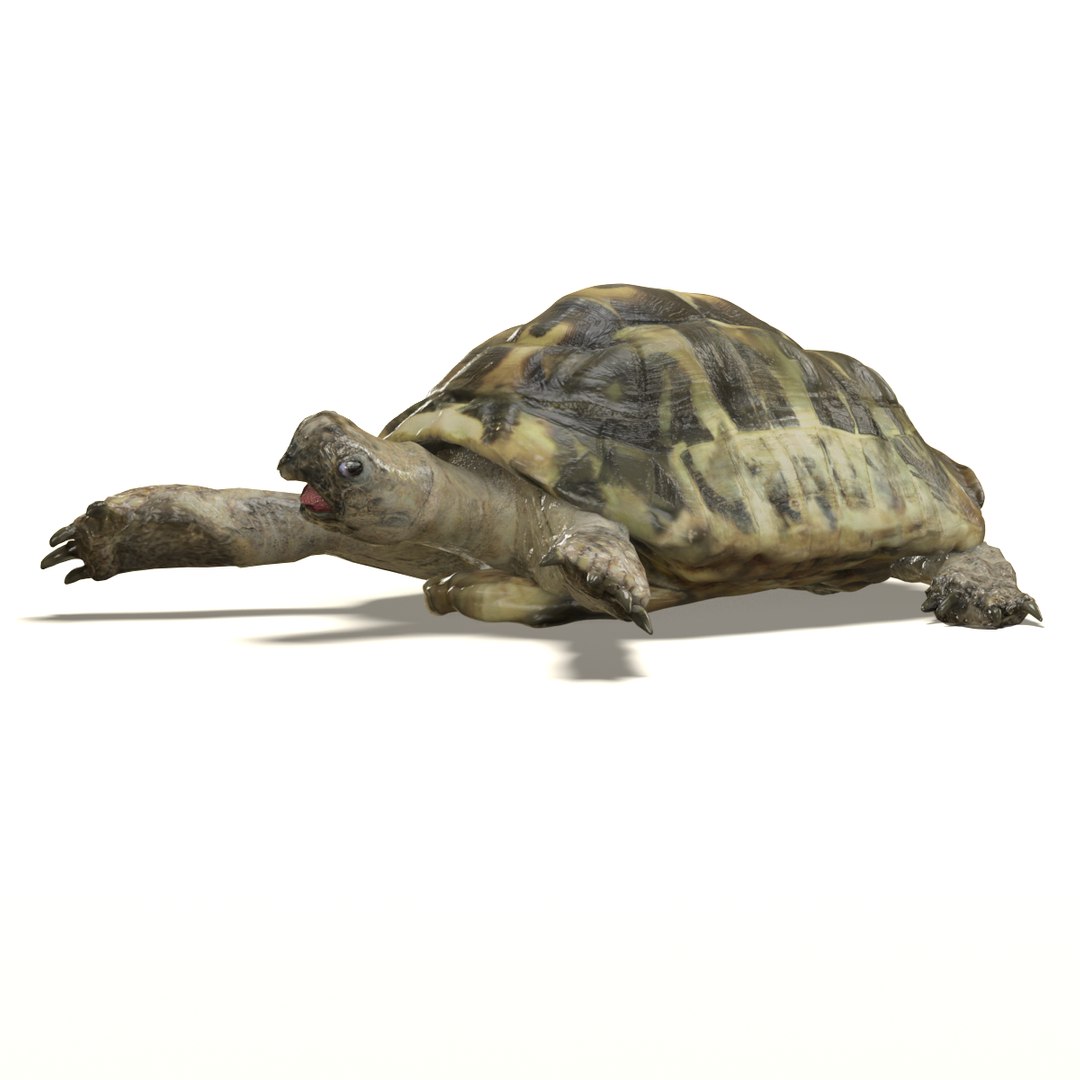 3d tortoise model