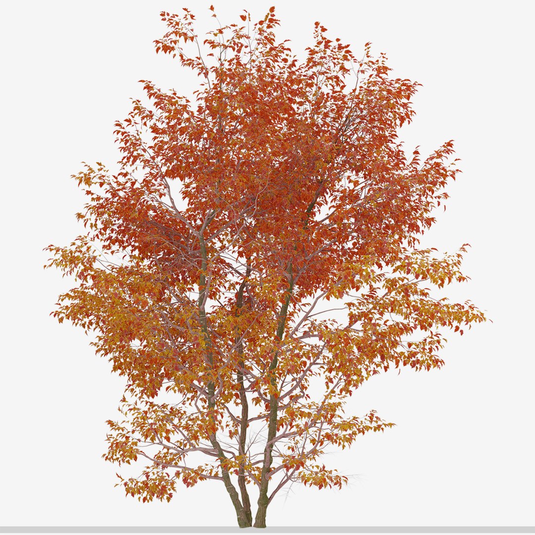3D Model Set Of Snakebark Maple Or Acer Davidii Trees - 2 Trees ...