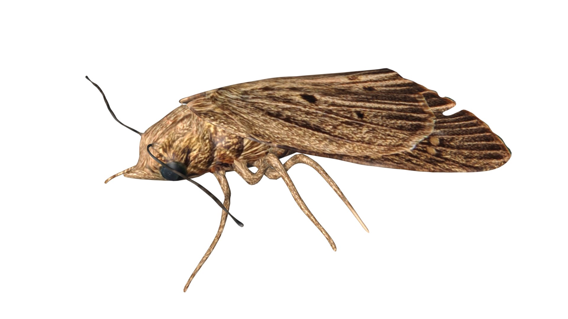 Fully Rigged Low Poly Moth 3D Model - TurboSquid 1761622