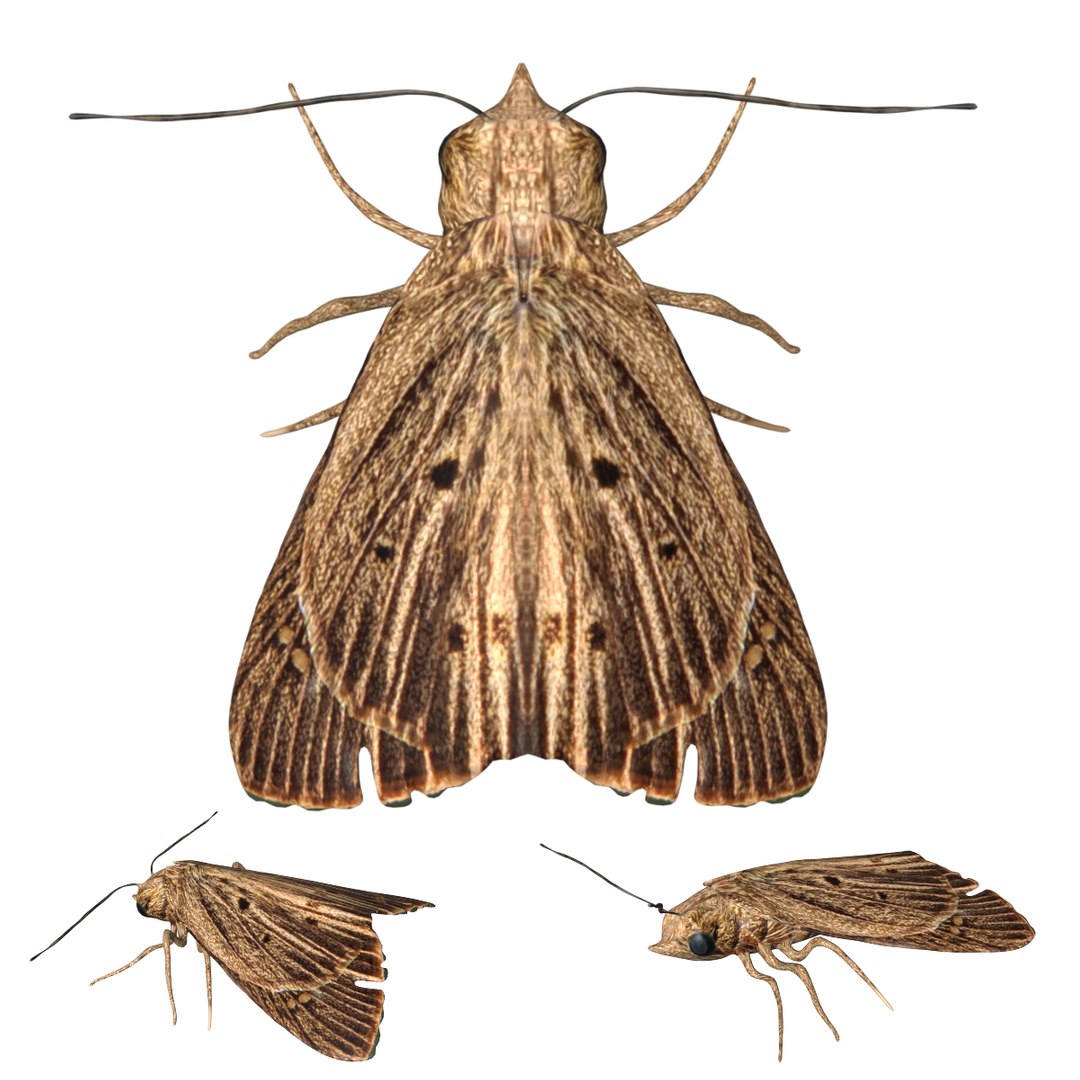 Fully Rigged Low Poly Moth 3D Model - TurboSquid 1761622