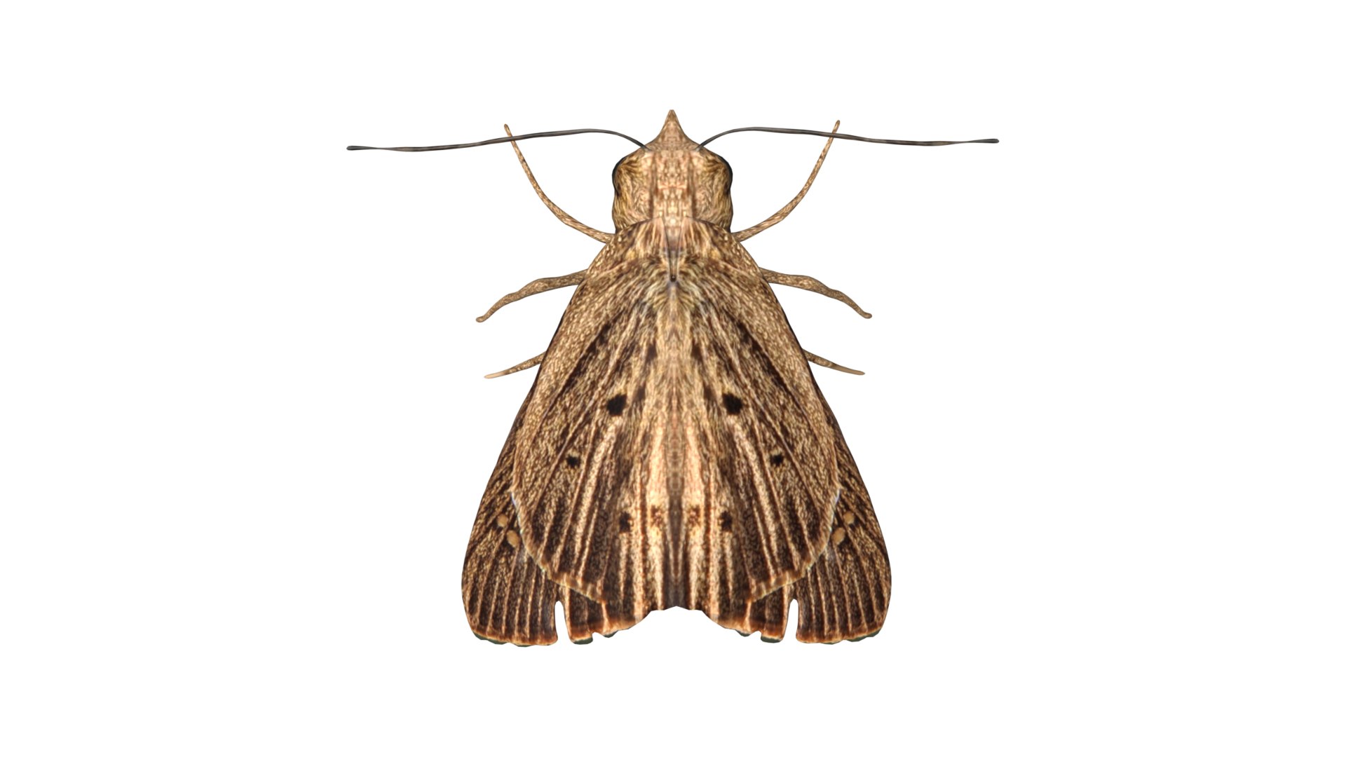 Fully Rigged Low Poly Moth 3D Model - TurboSquid 1761622
