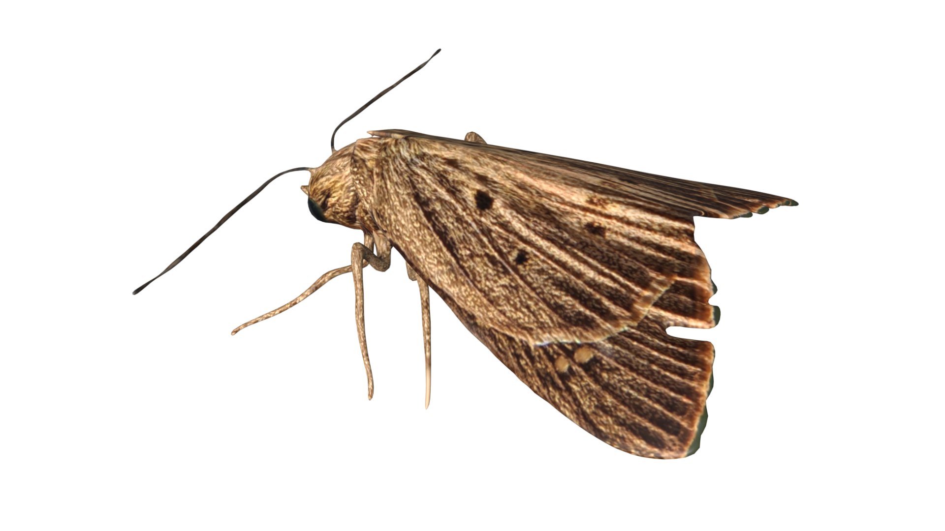 Fully Rigged Low Poly Moth 3D Model - TurboSquid 1761622