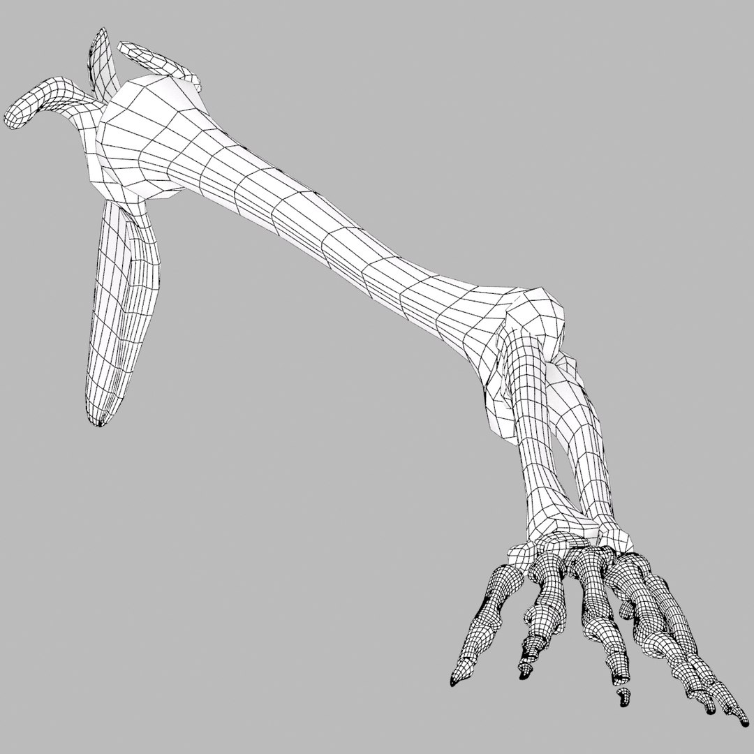 3d Arm Skeletal