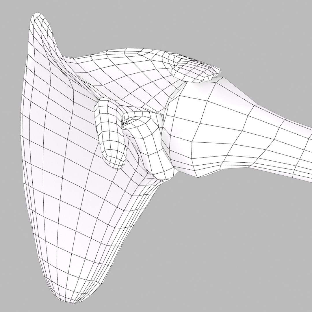 3d Arm Skeletal