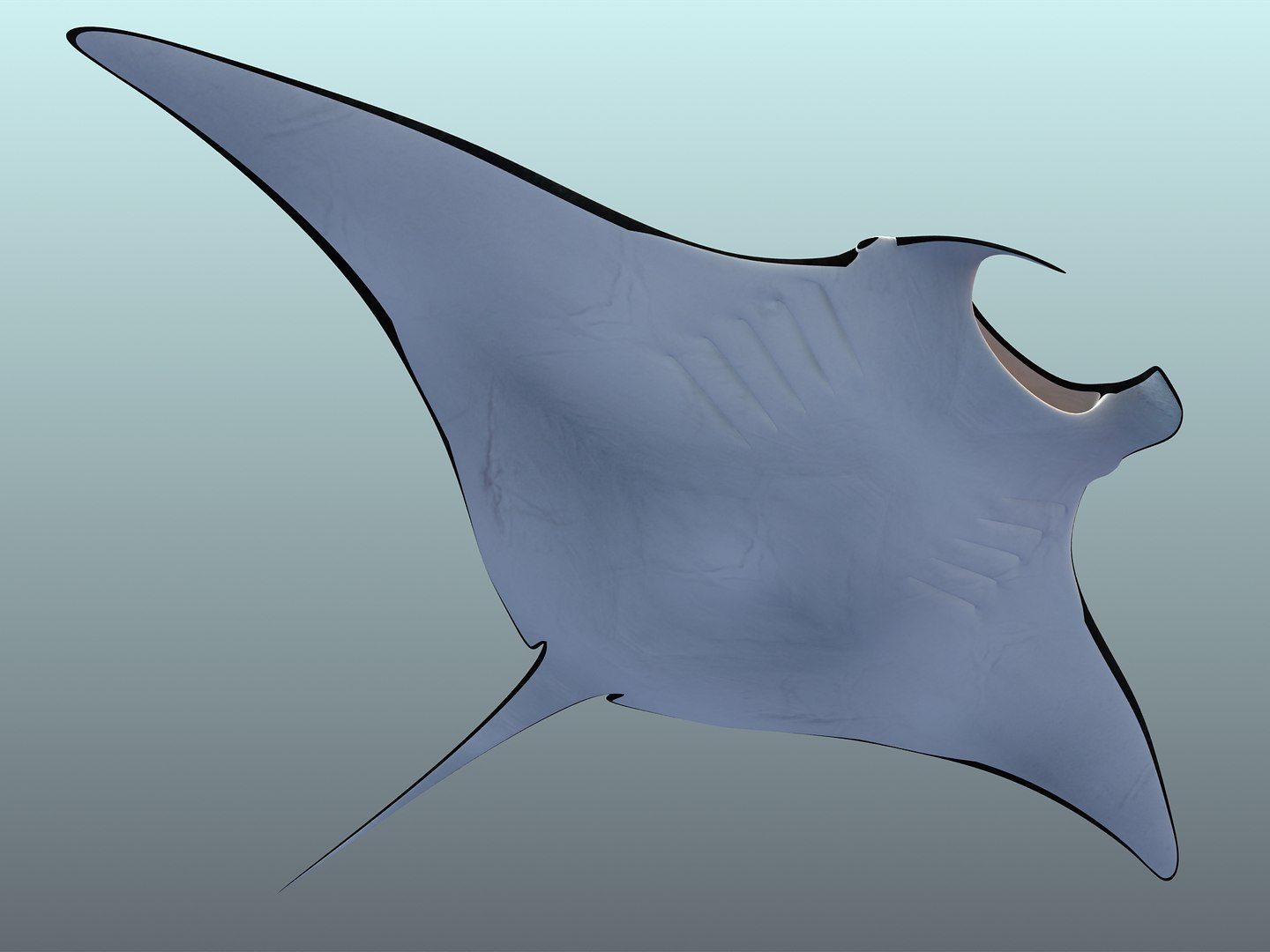3d Manta Rays