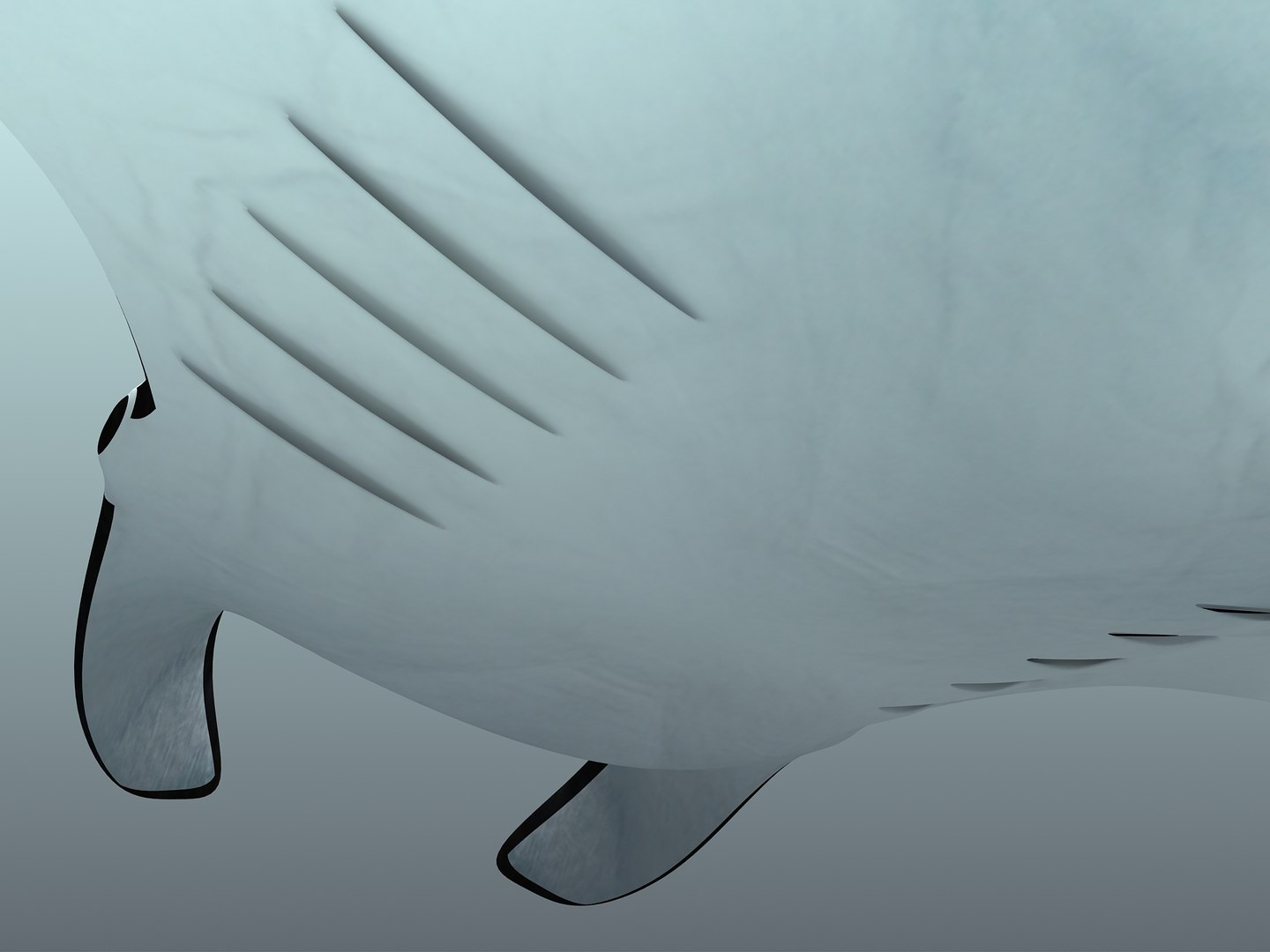 3d Manta Rays