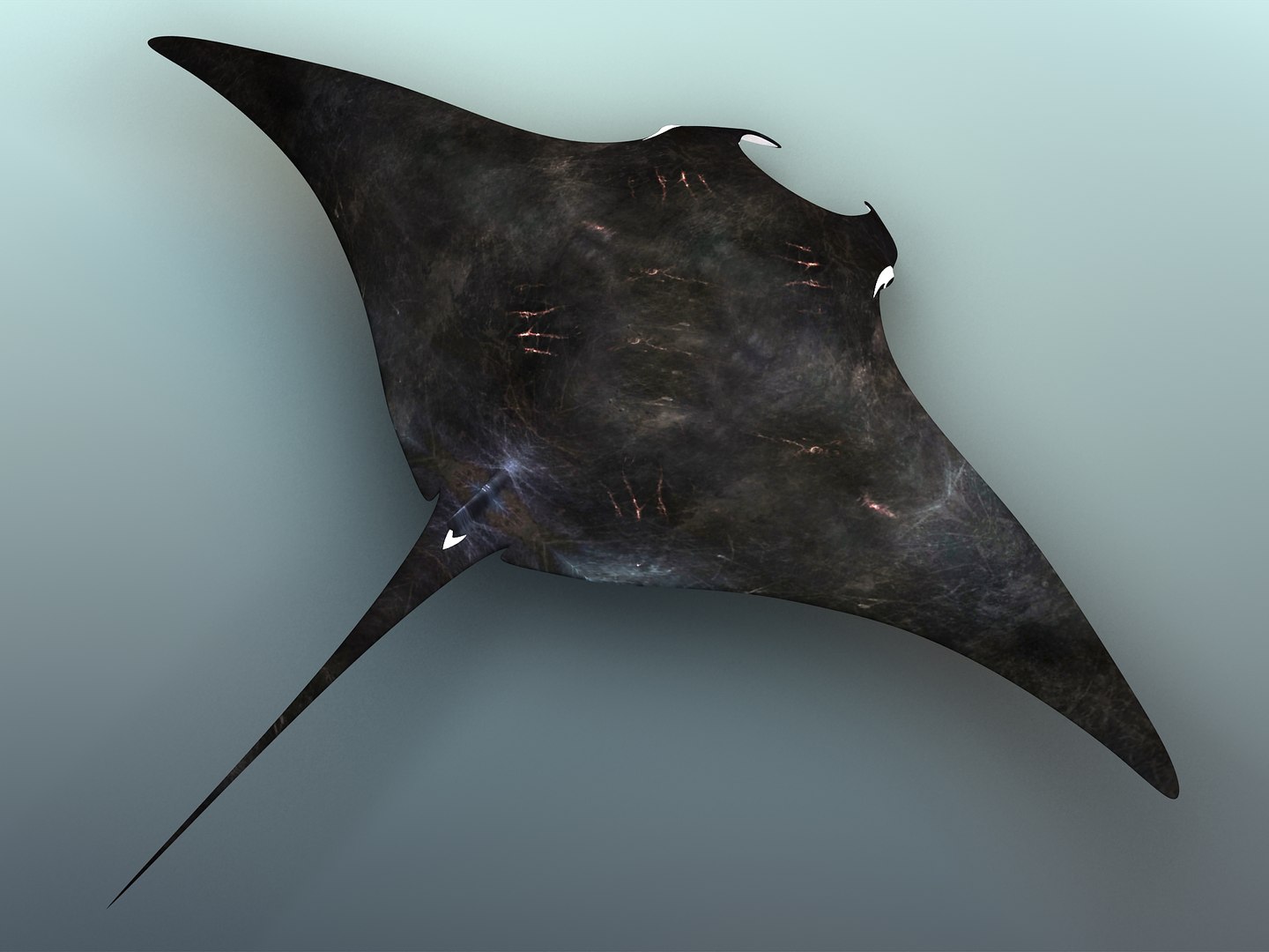 3d Manta Rays