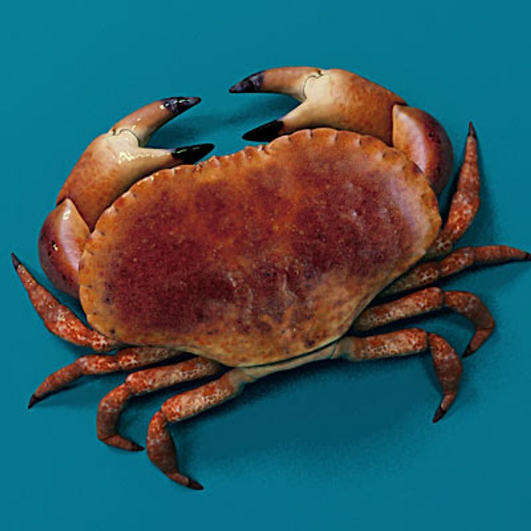 3d Crab Sea Model