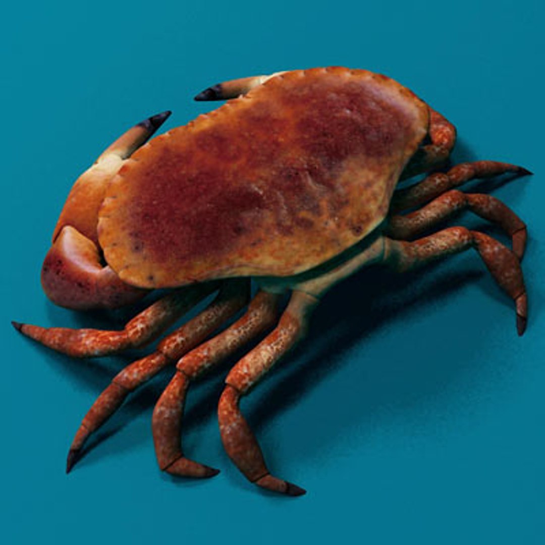 3d Crab Sea Model
