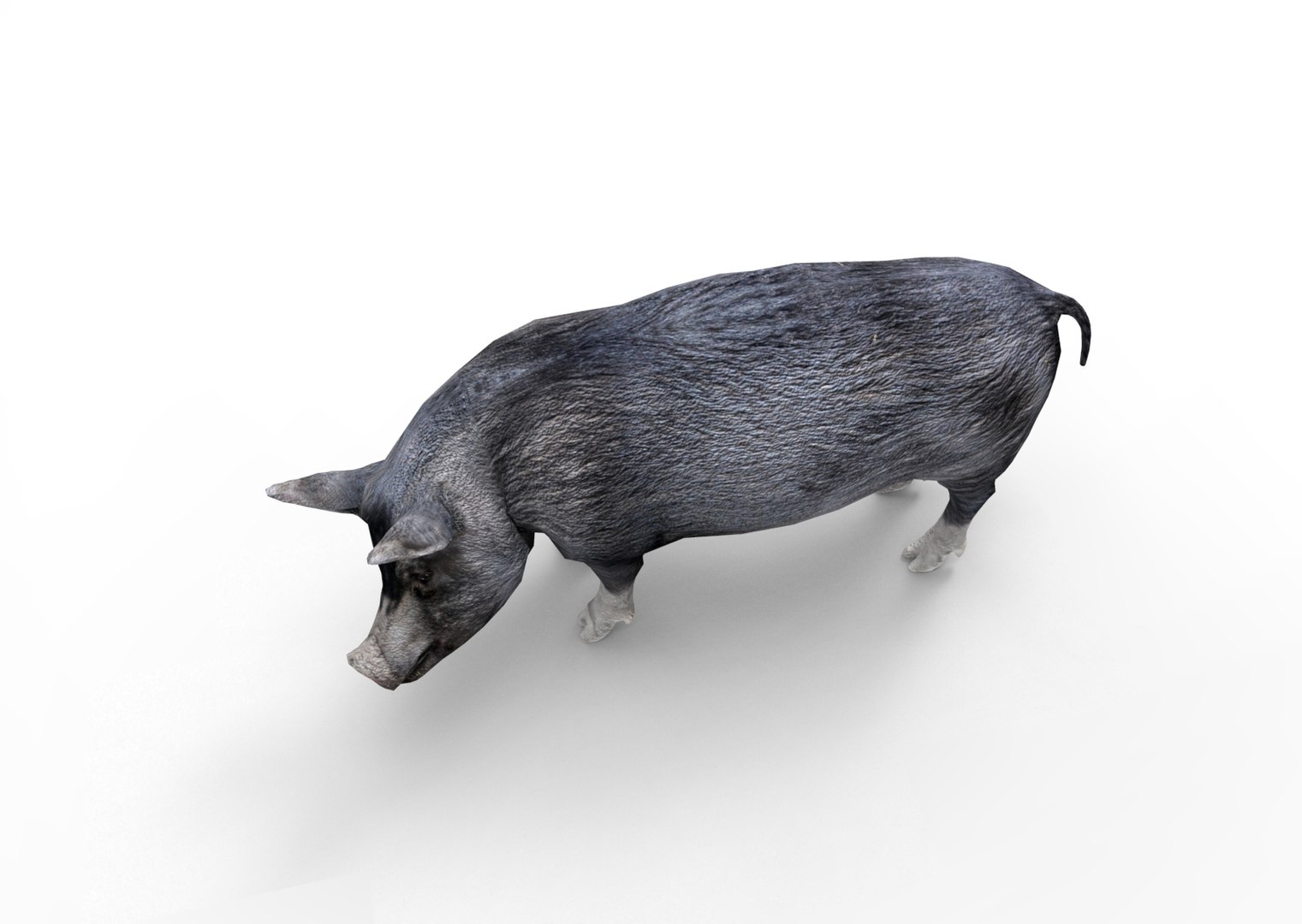 pig rigged 3d max