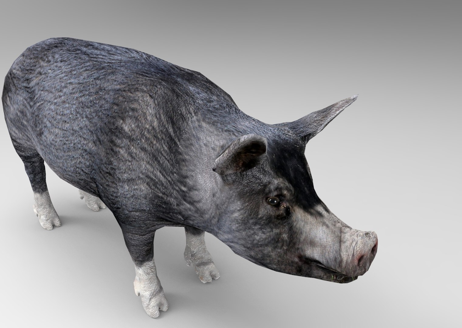 pig rigged 3d max