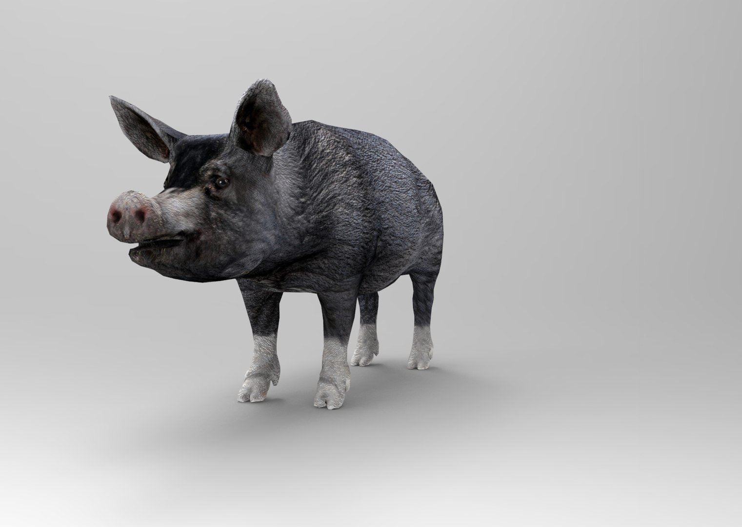 pig rigged 3d max