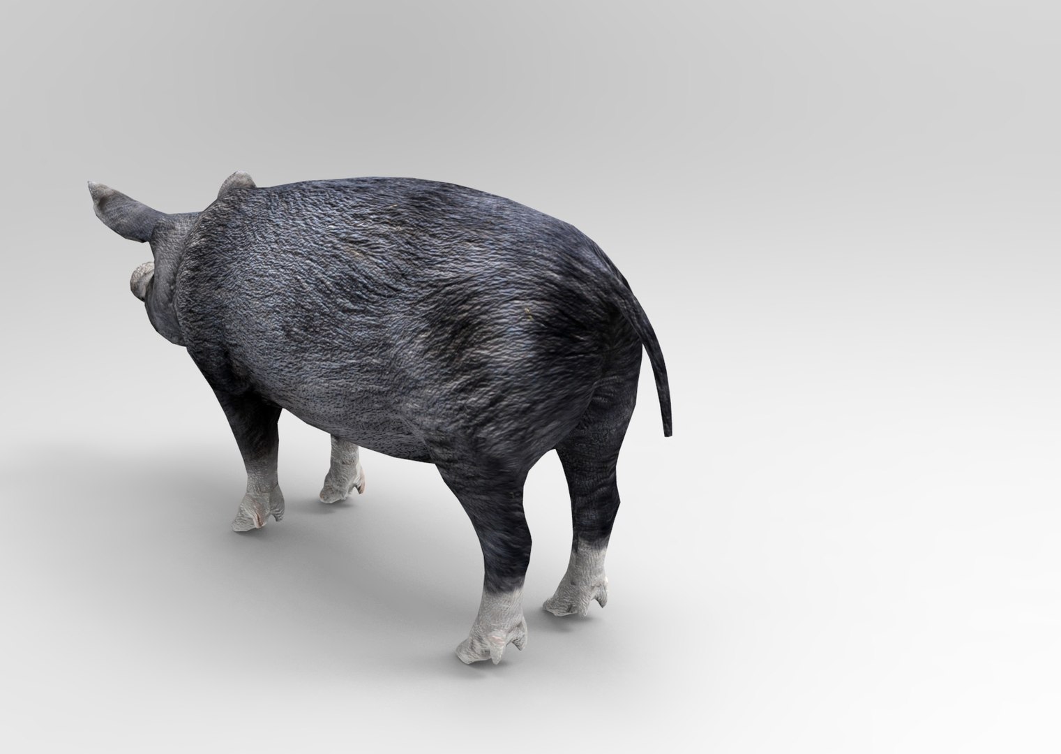 pig rigged 3d max
