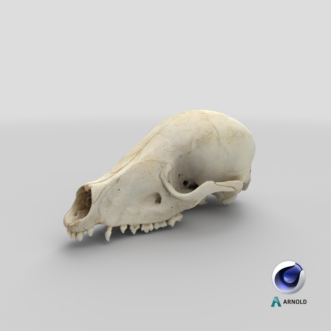 3D South American Coati Skull 01 model - TurboSquid 2156912