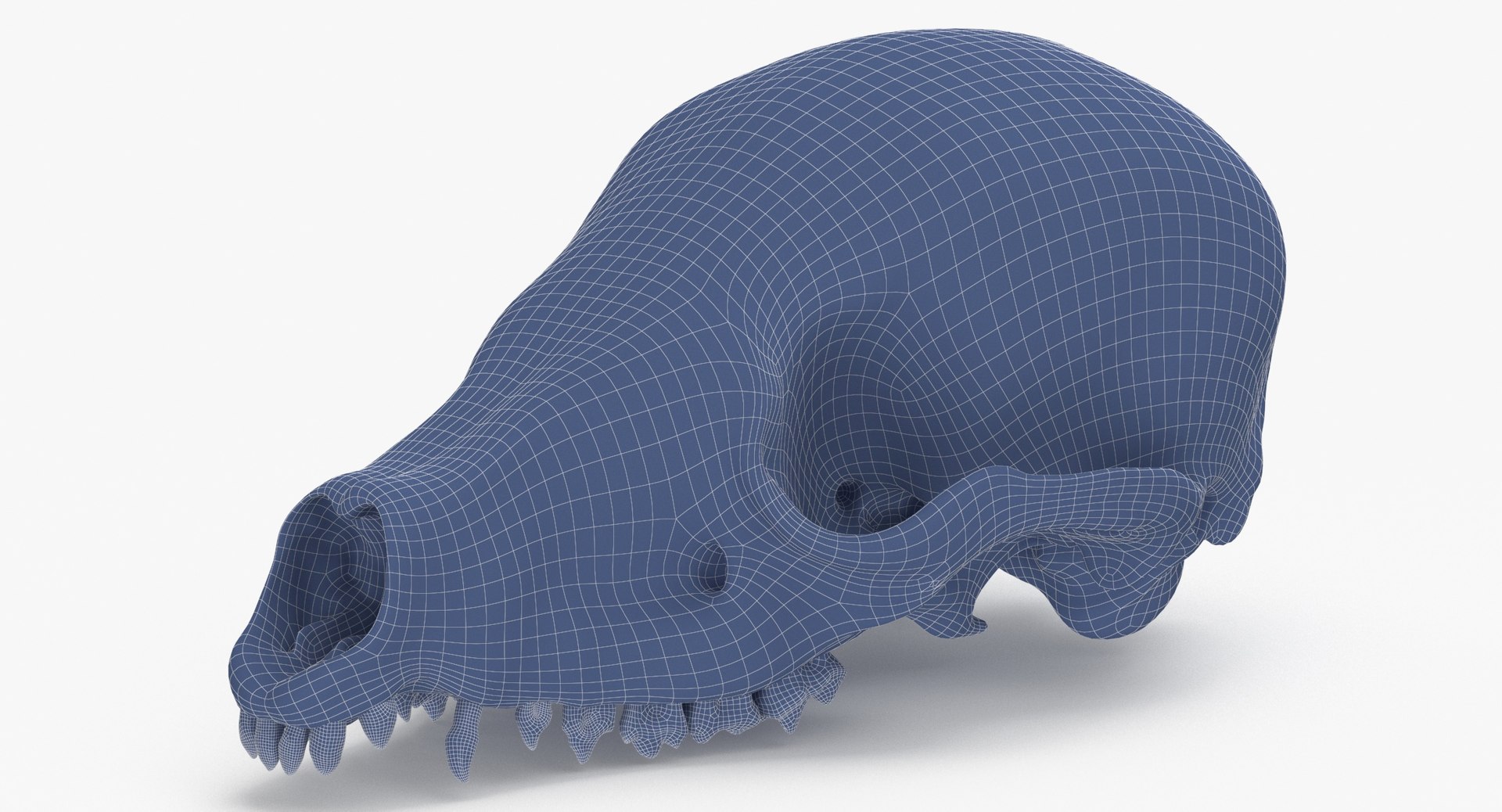 3D South American Coati Skull 01 model - TurboSquid 2156912