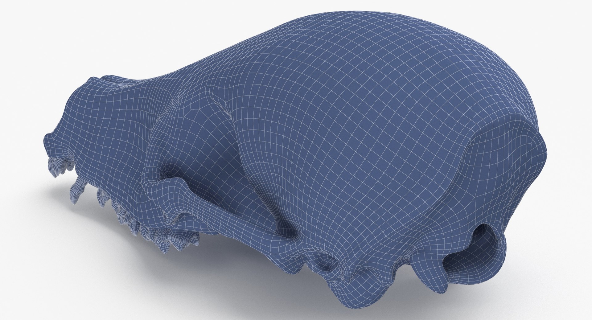 3D South American Coati Skull 01 model - TurboSquid 2156912