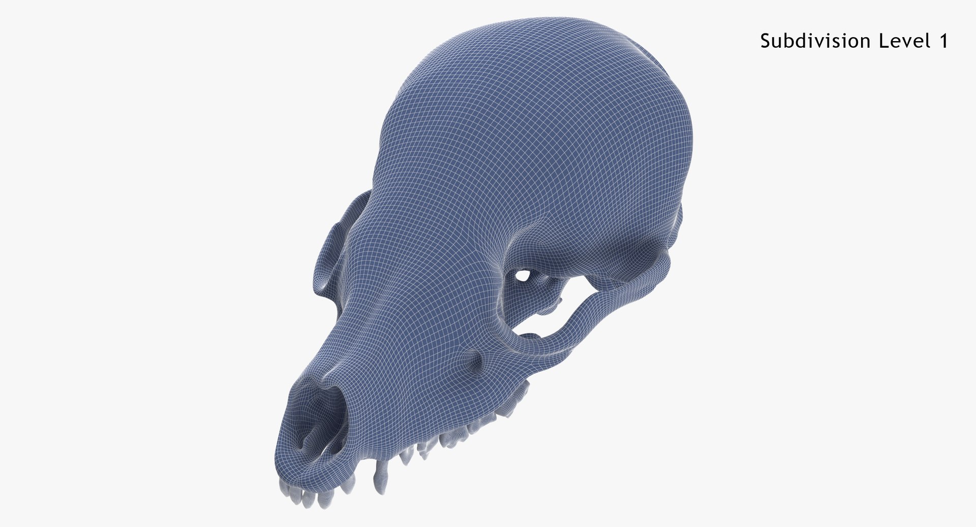 3D South American Coati Skull 01 model - TurboSquid 2156912