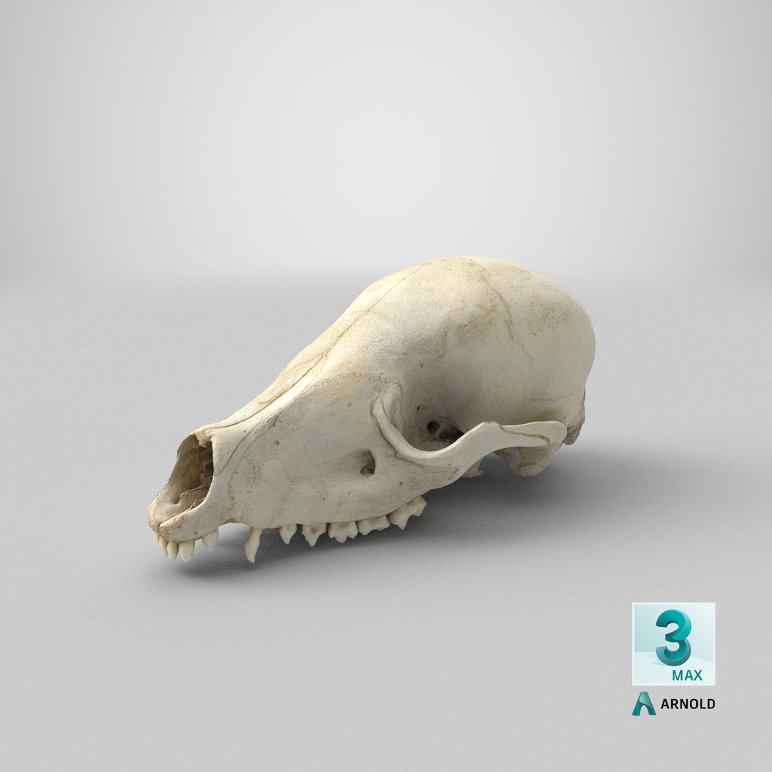 3D South American Coati Skull 01 model - TurboSquid 2156912