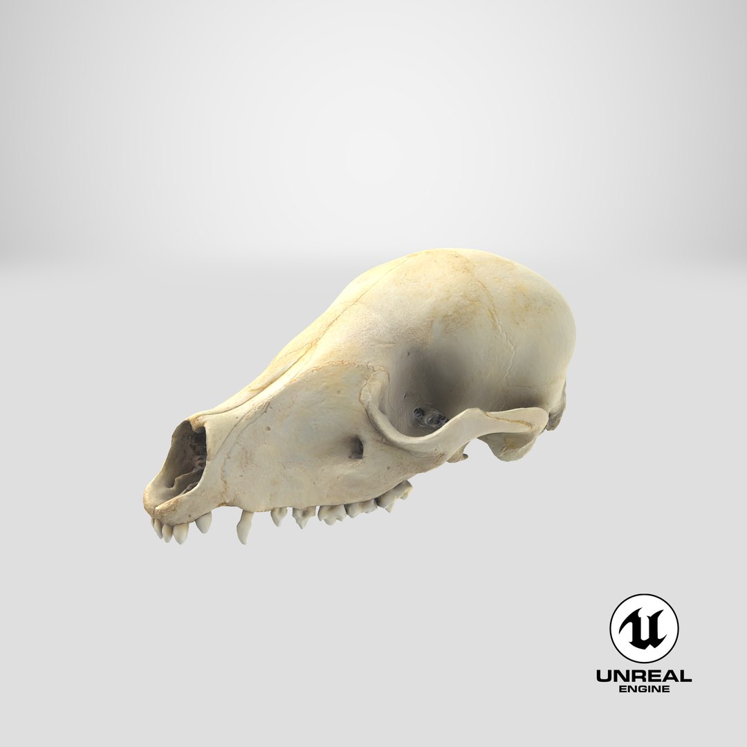 3D South American Coati Skull 01 model - TurboSquid 2156912