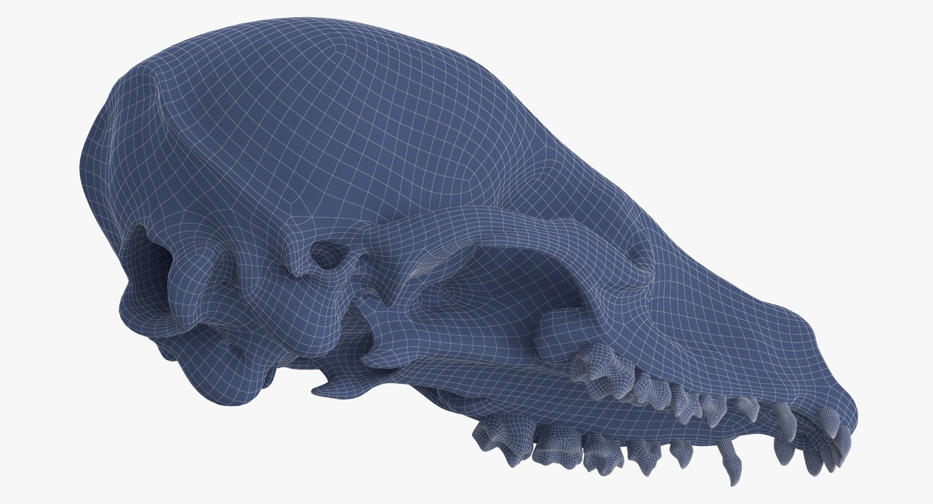3D South American Coati Skull 01 model - TurboSquid 2156912