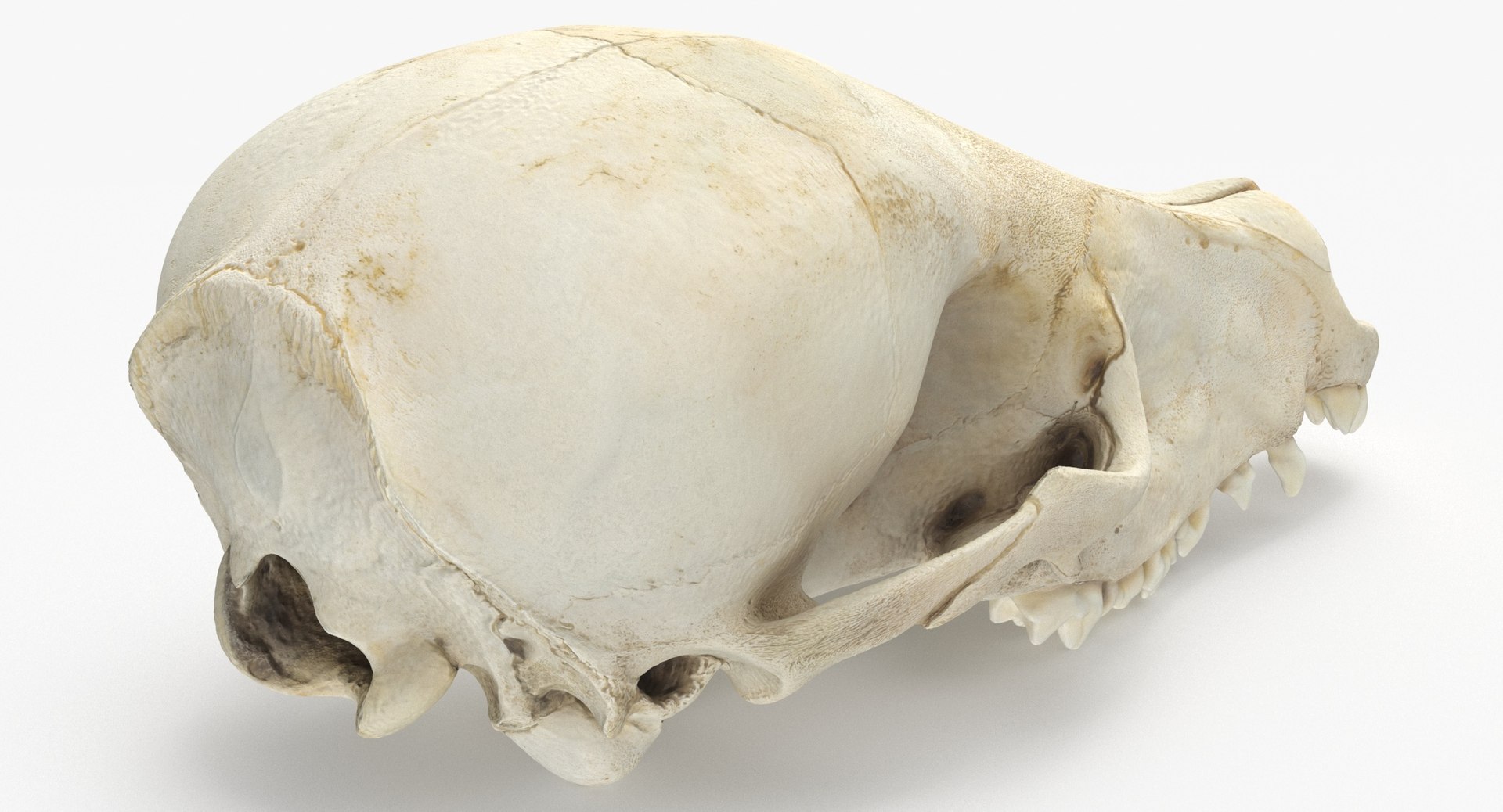 3D South American Coati Skull 01 model - TurboSquid 2156912