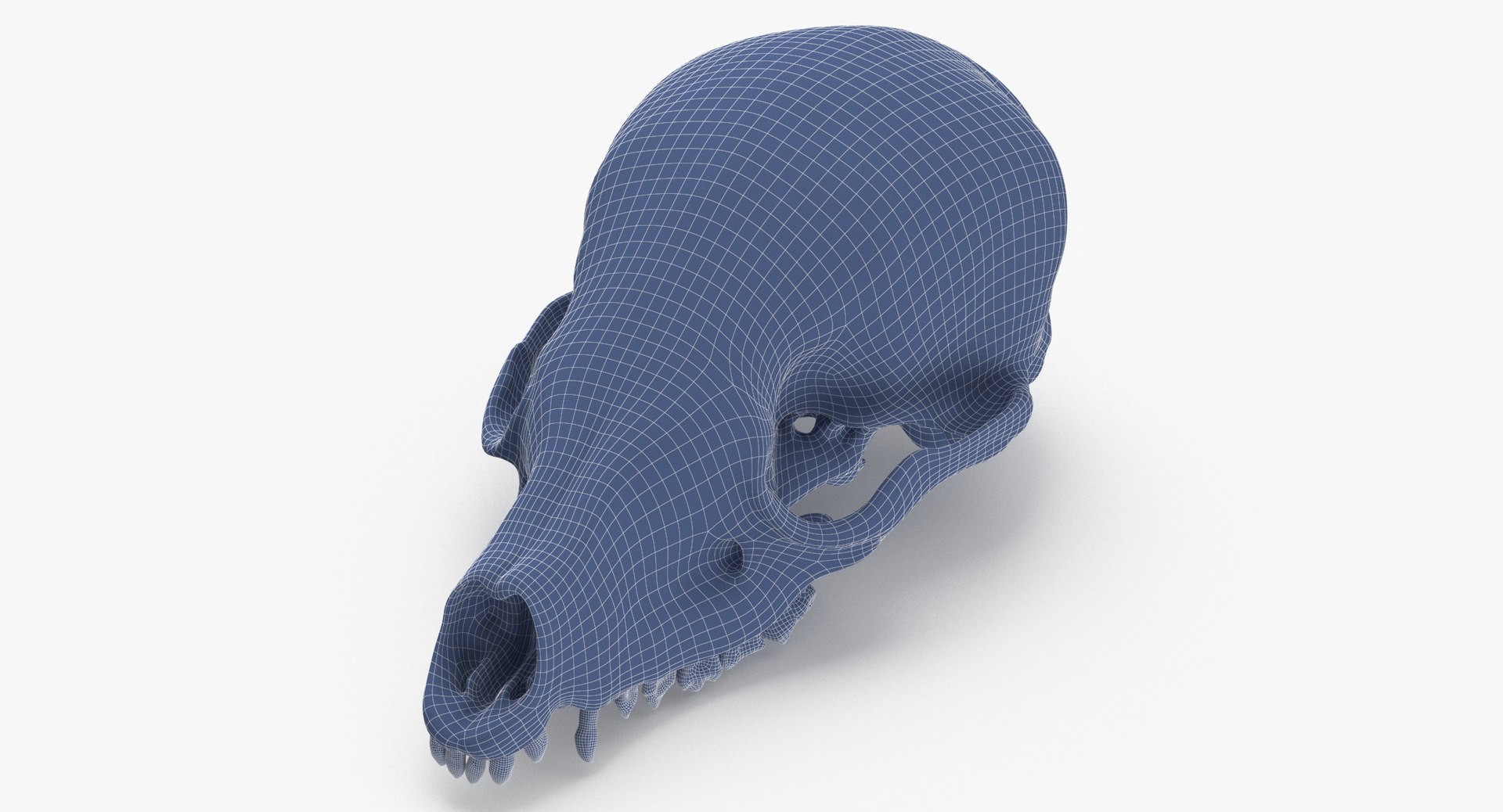 3D South American Coati Skull 01 model - TurboSquid 2156912