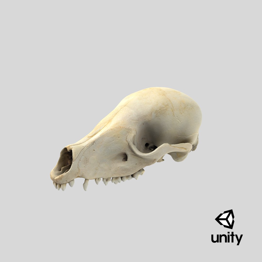 3D South American Coati Skull 01 model - TurboSquid 2156912