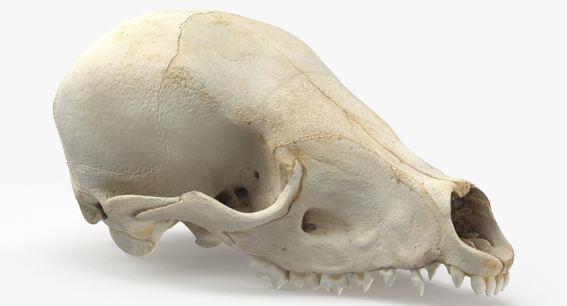 3D South American Coati Skull 01 model - TurboSquid 2156912
