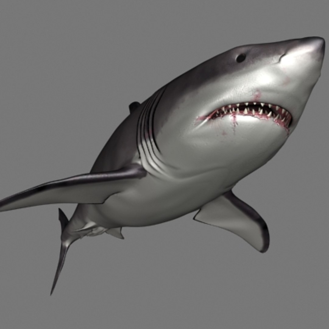 3d great white shark model