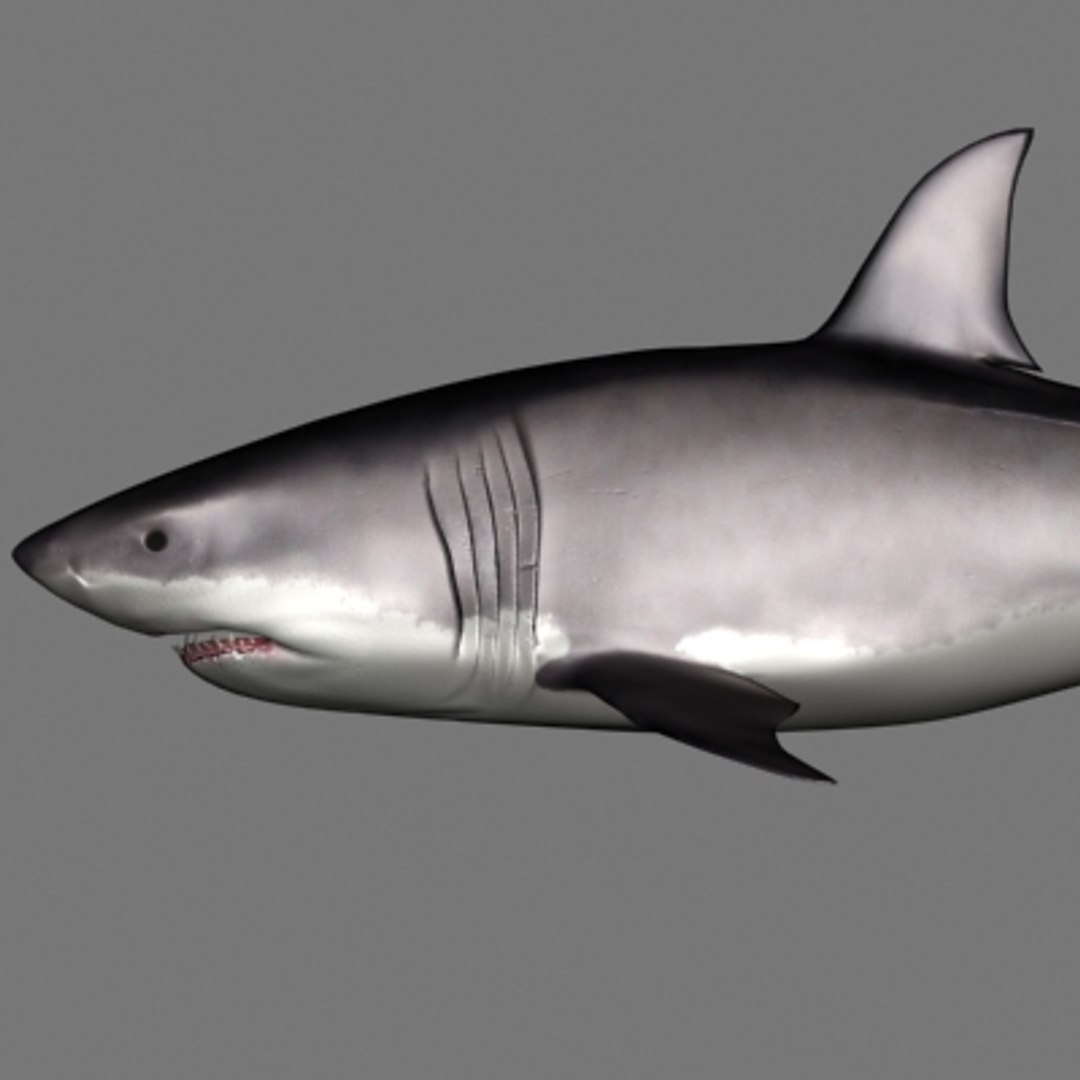3d great white shark model