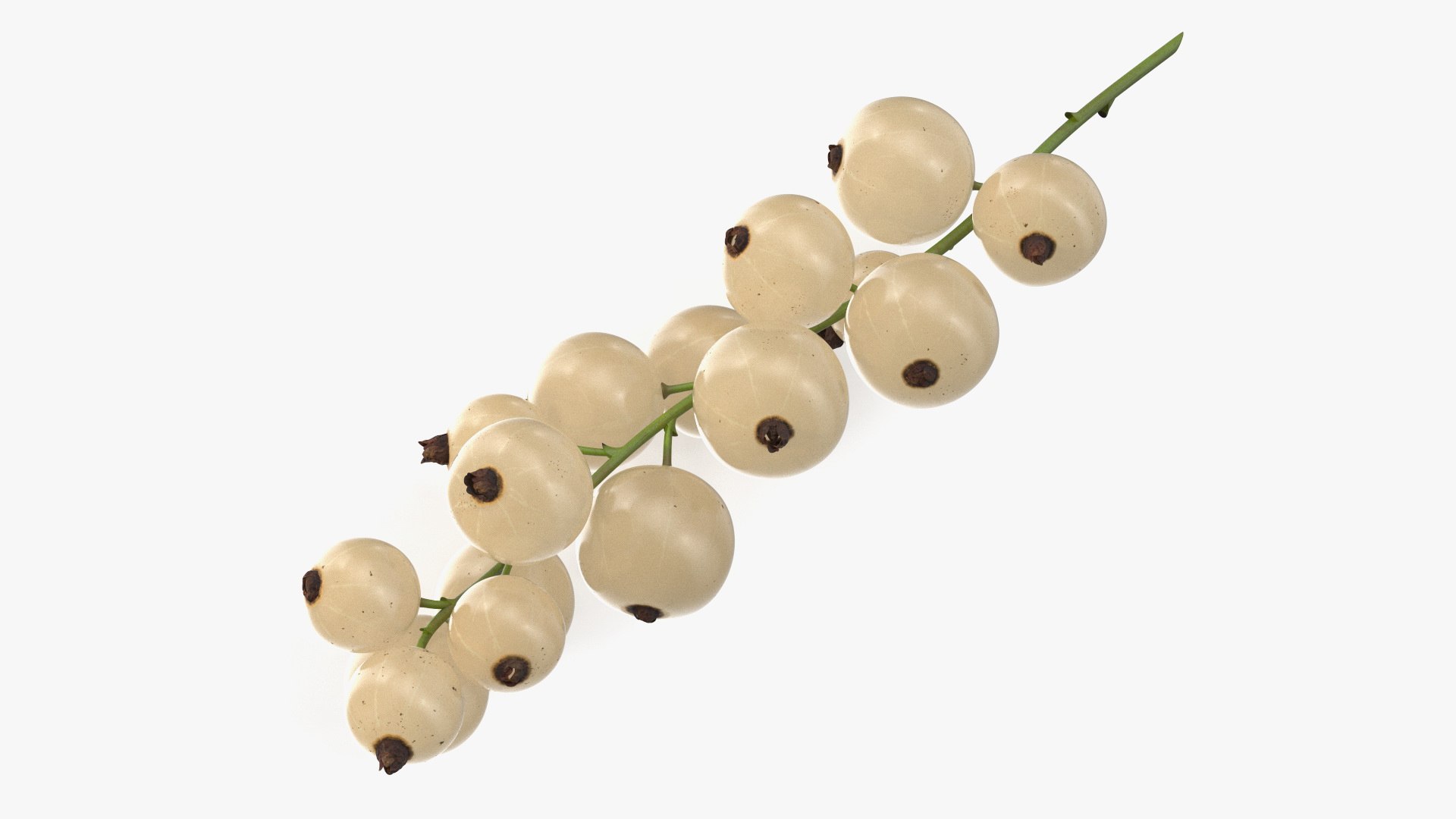 3D Model White Currant Berry Cluster - TurboSquid 2295980