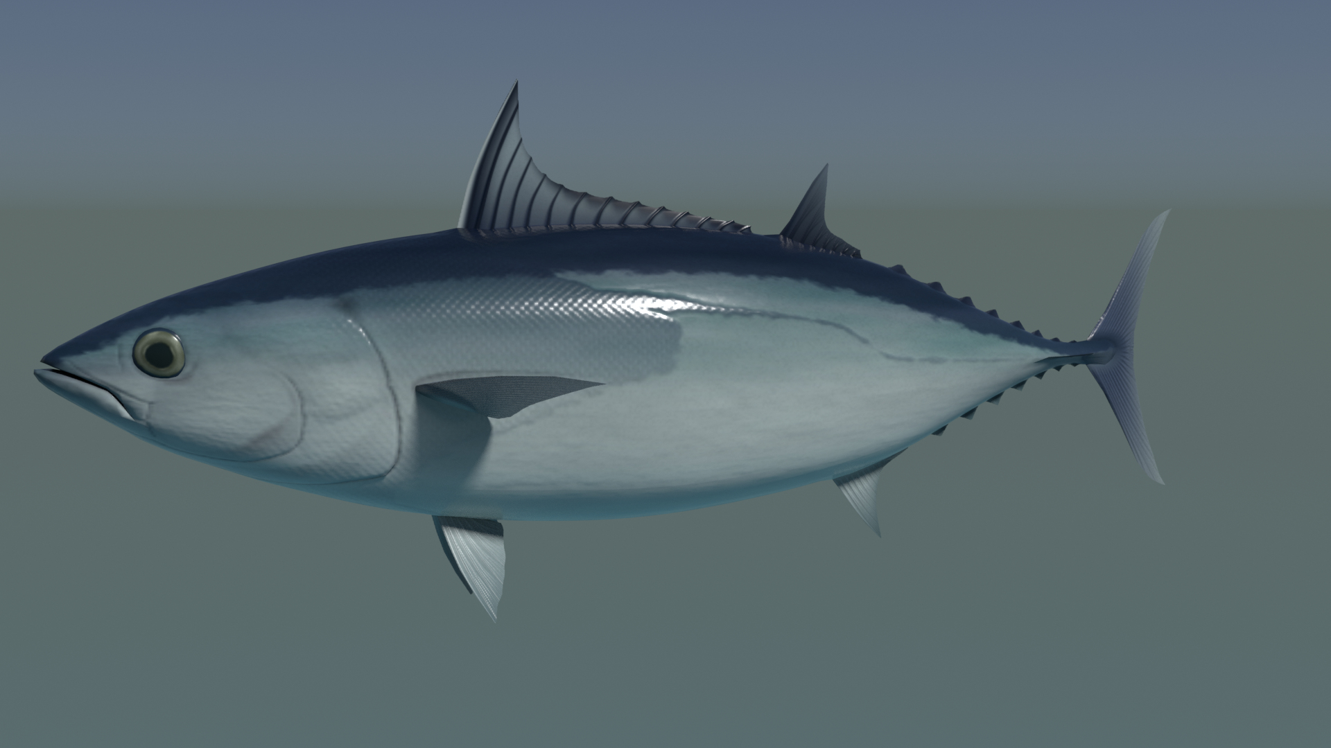 katsuwonus katuo 3d model